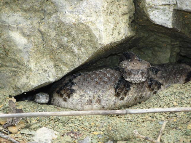Rattlesnake research | Anderson Lab at VSU