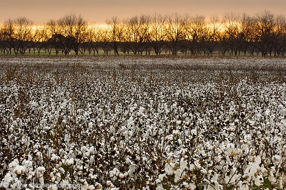 Agriculture in Georgia – STEMITL